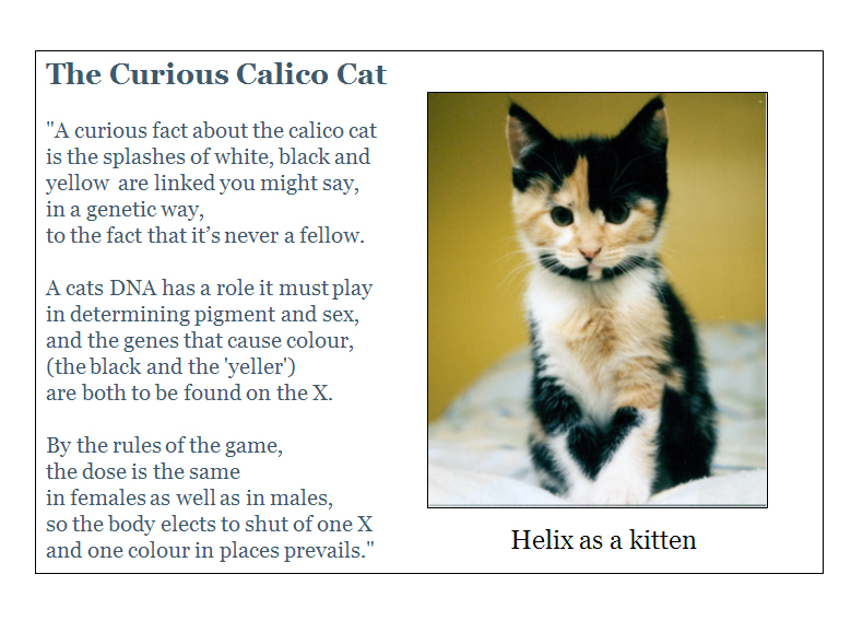 Alliteration Poems About Cats 75+ Appealing Alliteration Examples