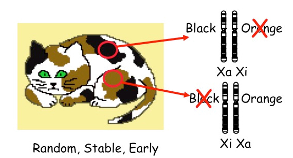 Why all the cats? « inactivexlab.com